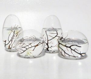 EcoSphere Closed Aquatic Ecosystems | Self-Sustaining Shrimp Aquarium ...