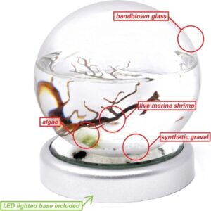 EcoSphere Closed Aquatic Ecosystems | Self-Sustaining Shrimp Aquarium ...