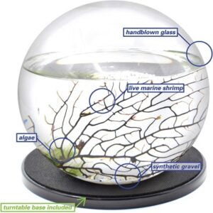 EcoSphere Closed Aquatic Ecosystems | Self-Sustaining Shrimp Aquarium ...