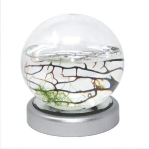EcoSphere Closed Aquatic Ecosystems | Self-Sustaining Shrimp Aquarium ...