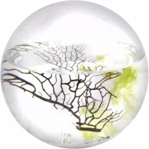 EcoSphere Closed Aquatic Ecosystems | Self-Sustaining Shrimp Aquarium ...