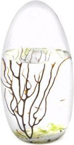 EcoSphere Closed Aquatic Ecosystems | Self-Sustaining Shrimp Aquarium ...