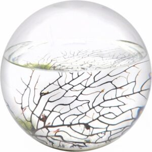 EcoSphere Closed Aquatic Ecosystems | Self-Sustaining Shrimp Aquarium ...