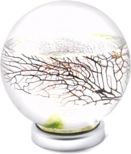 EcoSphere Closed Aquatic Ecosystems | Self-Sustaining Shrimp Aquarium ...